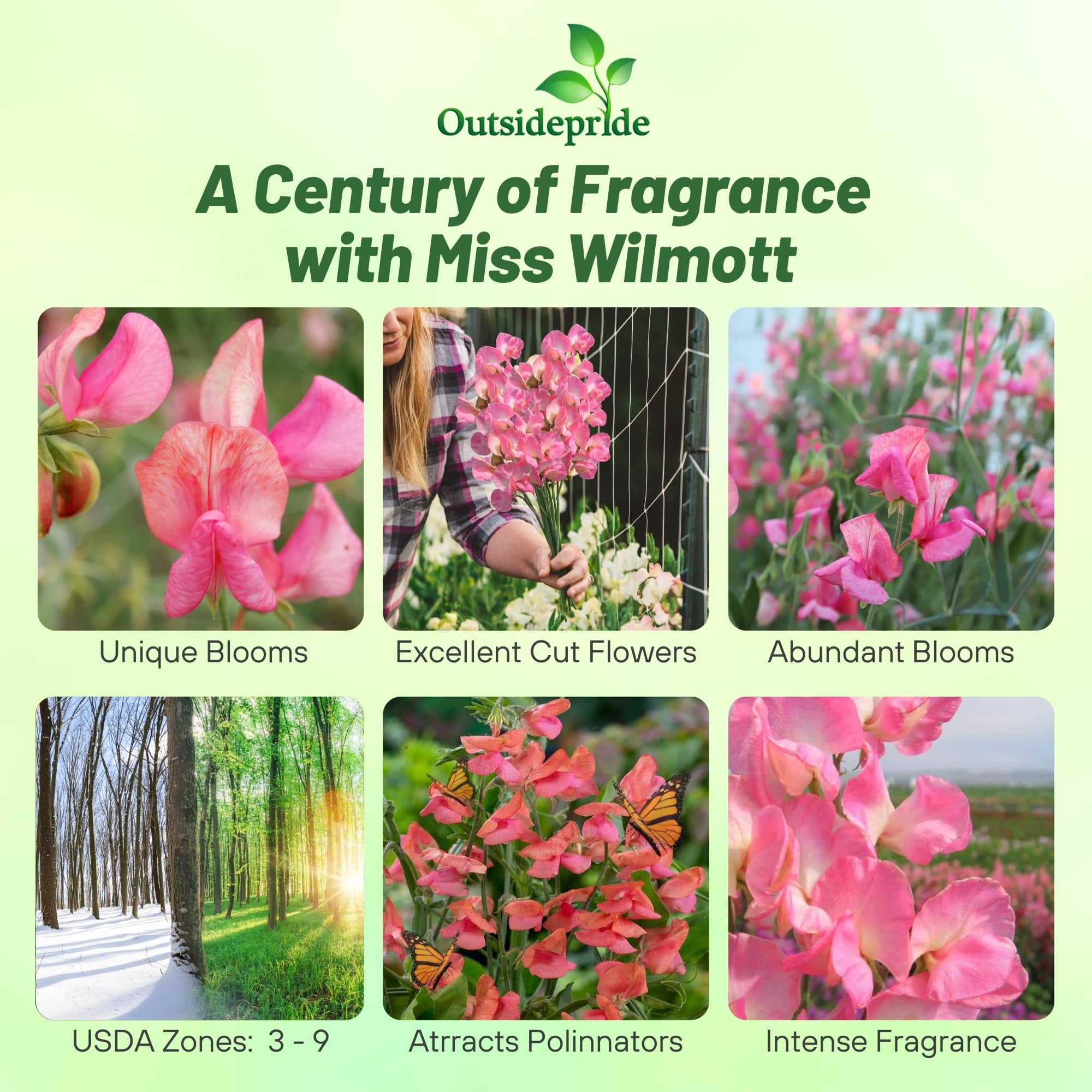 Outsidepride 100 Seeds Annual Lathyrus Odoratus Old H2FSDSpice Sweet ...