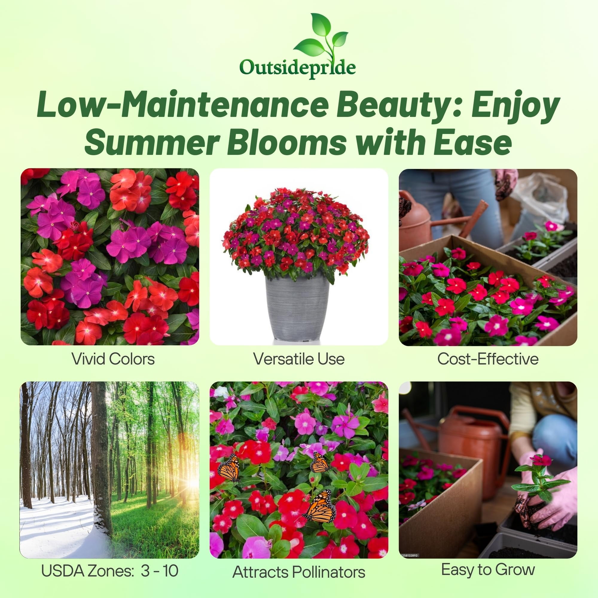 Outsidepride 100 Seeds Annual Vinca Periwinkle Pacifica H2FSDXP Bold ...