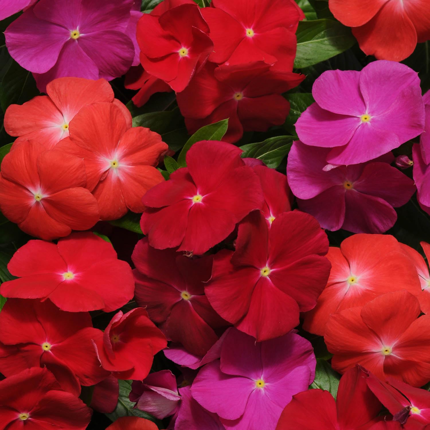 Outsidepride 100 Seeds Annual Vinca Periwinkle Pacifica XP Bold Ground ...