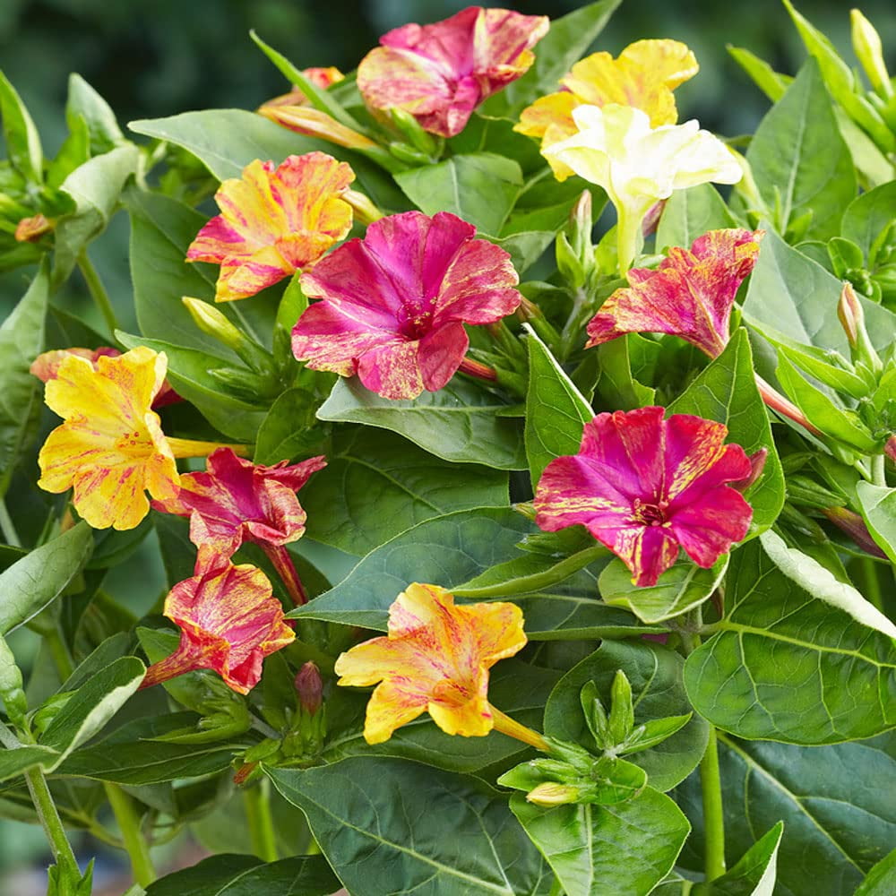 Outsidepride 100 Seeds Perennial Mirabilis Jalapa Four O' Clock Marbles ...