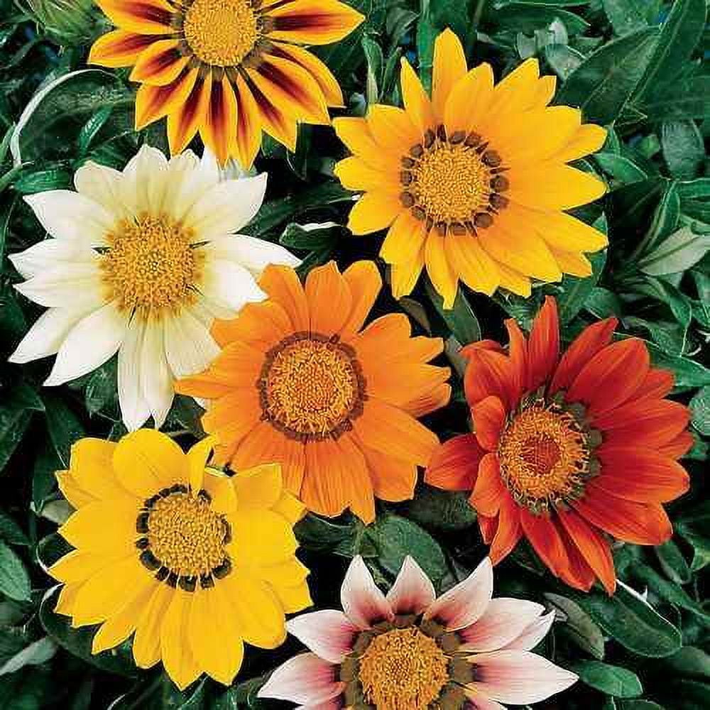 Outsidepride 1000 Gazania Splendens Plant Seeds - Walmart.com