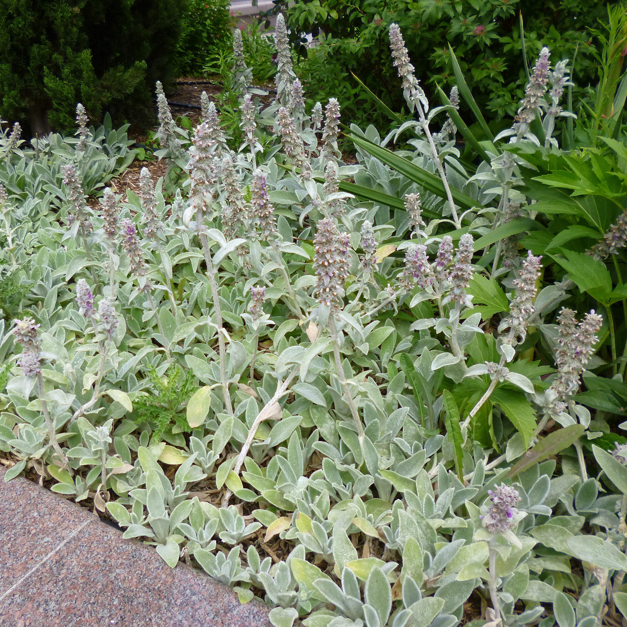 Outsidepride 1000 Seeds Perennial Stachys Byzantina Lamb's MHD1Ear ...