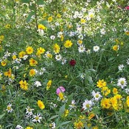 Outsidepride Blue Wildflower Seed Mix for Summer, Sun Planting - 10000 ...