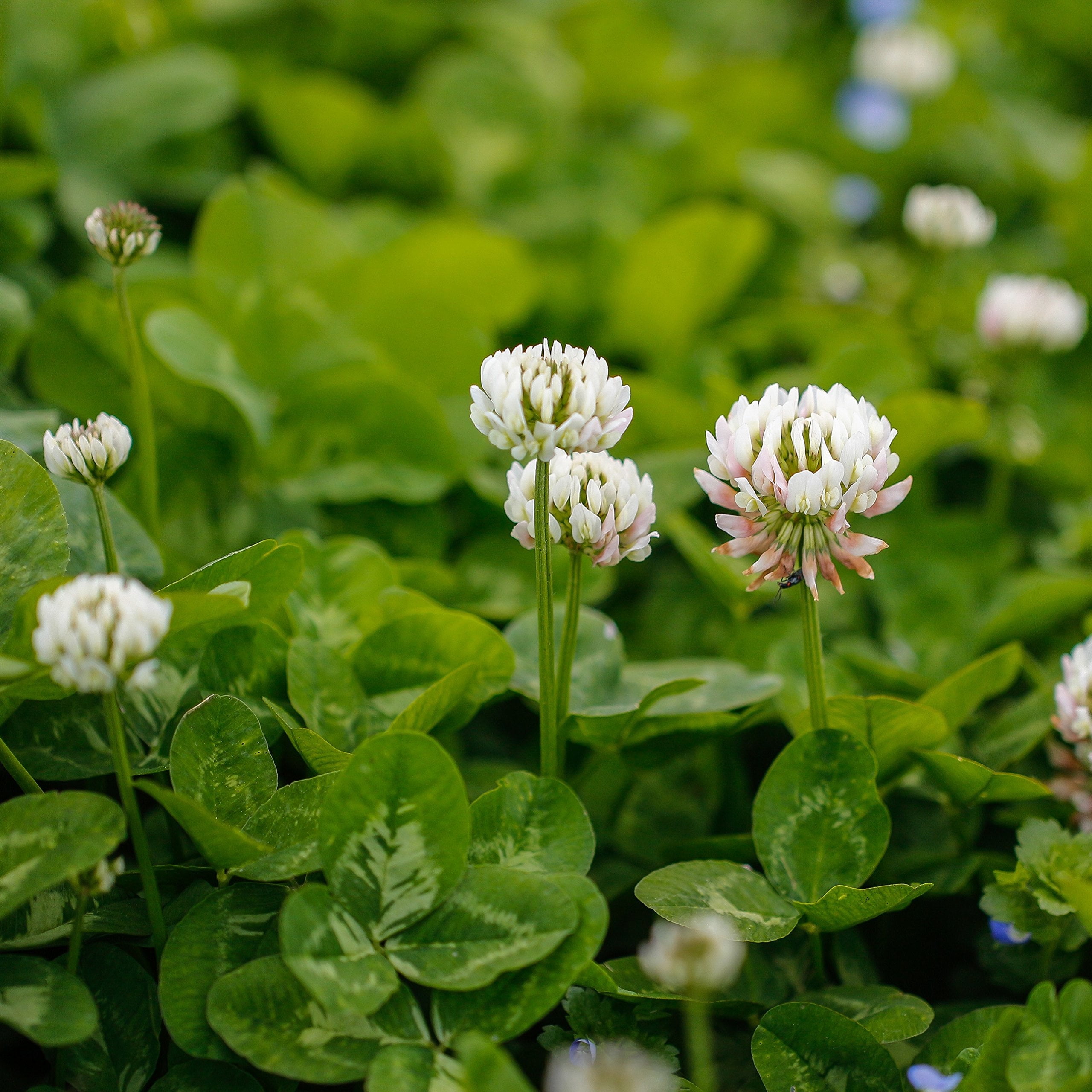 Outsidepride 1lb White Dutch Clover Seed, Perennial Ground Cover, Lawn ...