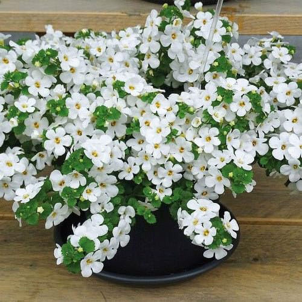 Outsidepride 20 Seeds Perennial White Snowtopia MVR1 Bacopa Flower Seed ...
