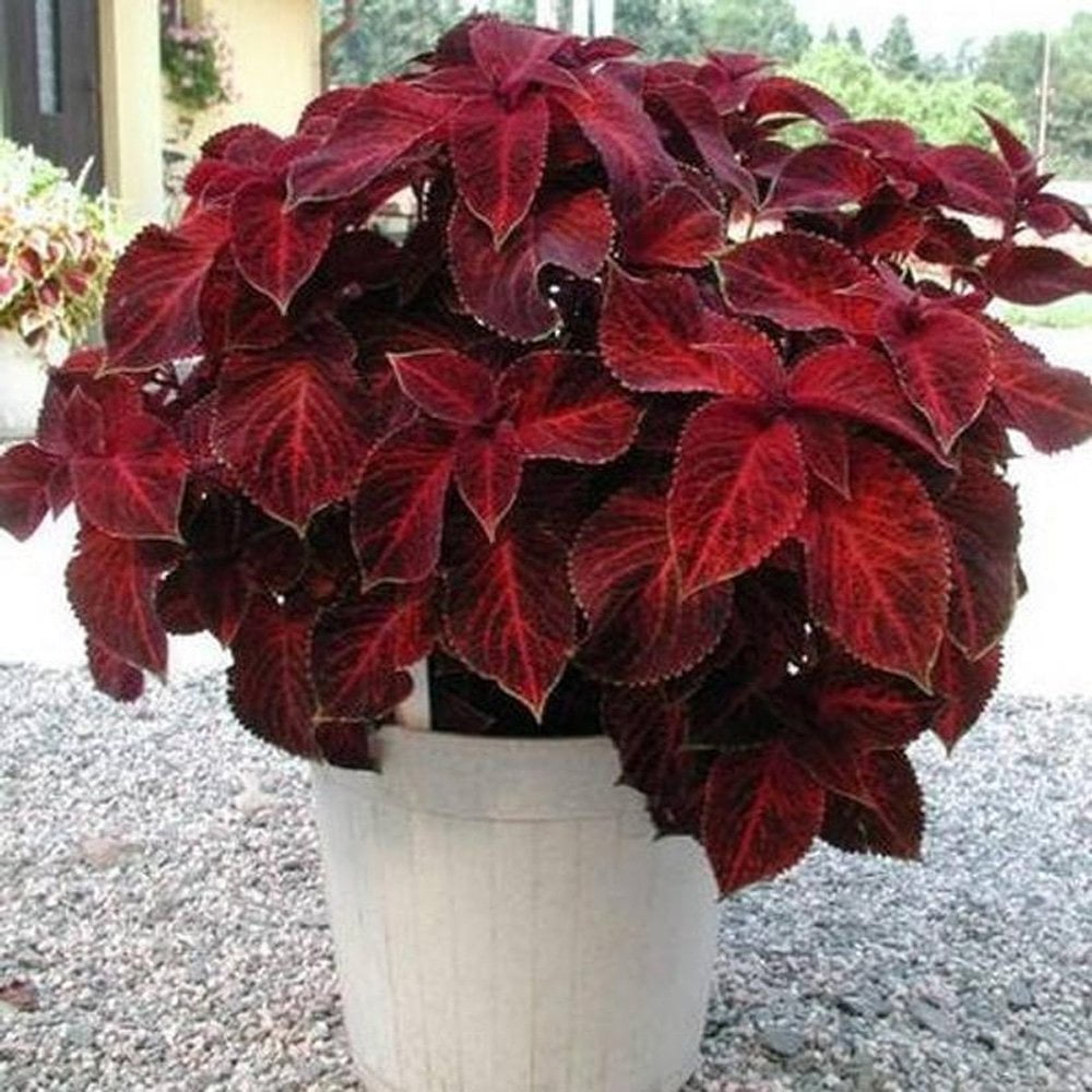 Outsidepride 200 Coleus Wizard Velvet Red Plant Seeds - Walmart.com
