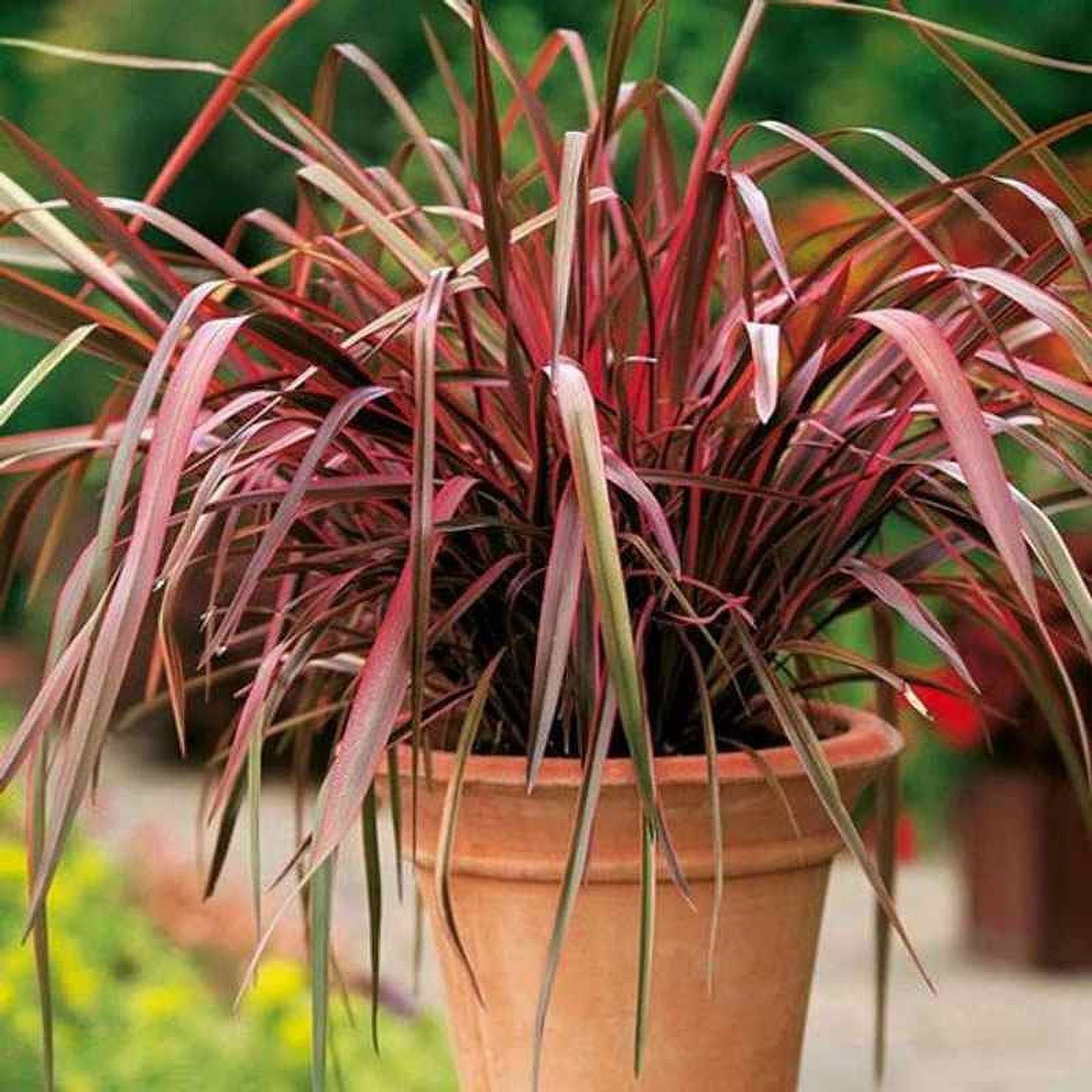 Outsidepride 200 Phormium Hybrids Plant Seeds - Walmart.com