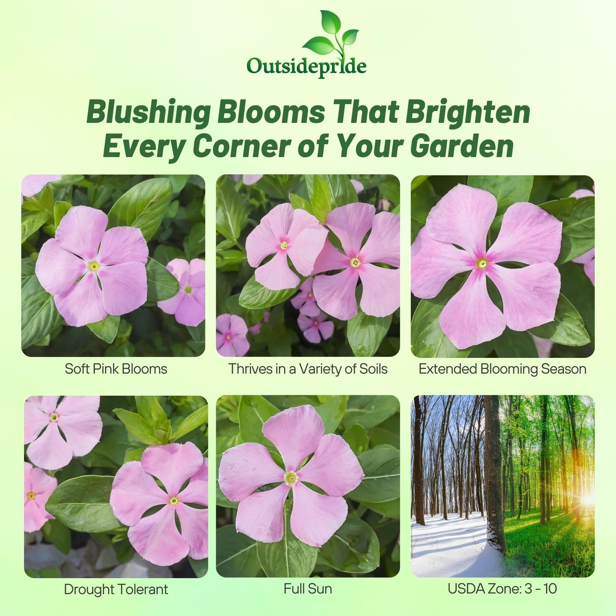 Outsidepride 2000 Seeds FEV6 Annual Vinca Periwinkle Pink Ground Cover ...