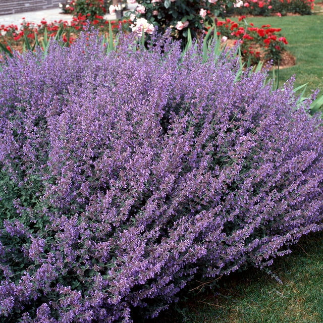 Outsidepride 2000 Seeds Perennial Nepeta Mussinii Catmint Herb Garden ... Outsidepride 2000 Seeds Perennial Nepeta Mussinii Catmint Herb Garden ...