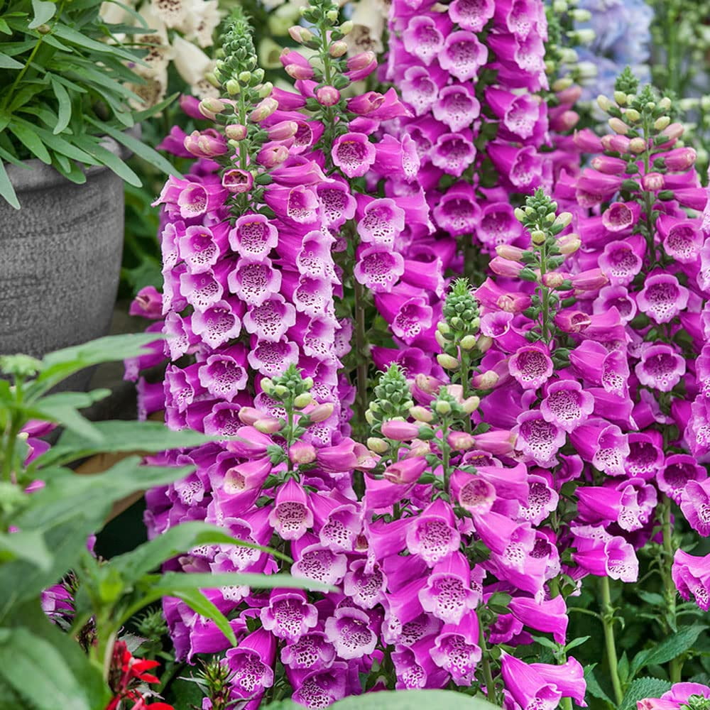 Outsidepride 25 Seeds SCH4 Biennial Digitalis Foxglove Purple Flower ...