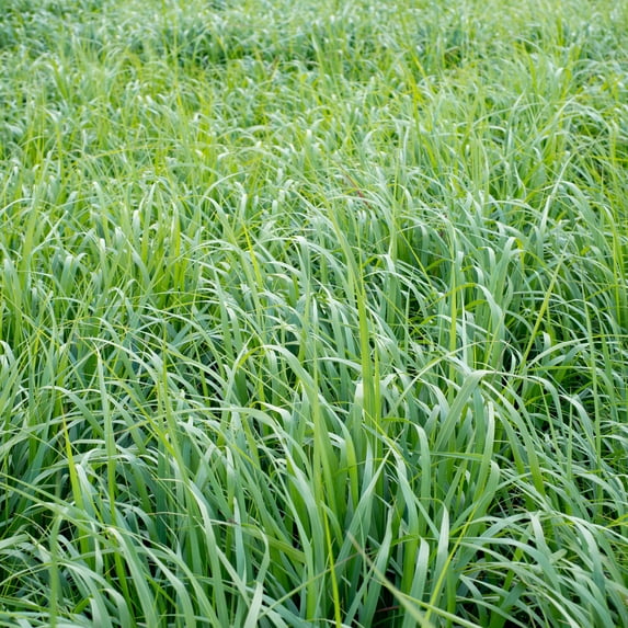Outsidepride 25 lb. Perennial Switchgrass Native Grass Seed Tolerant of ...
