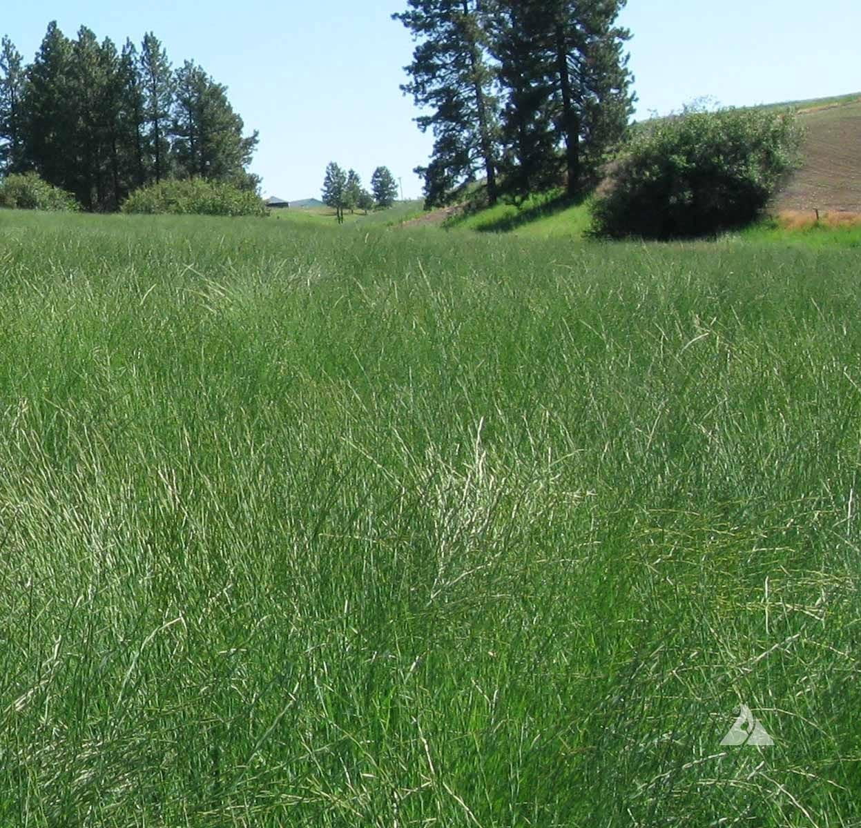 Outsidepride 25 lb. Perennial Western Native Grass Seed Mix of Warm ...