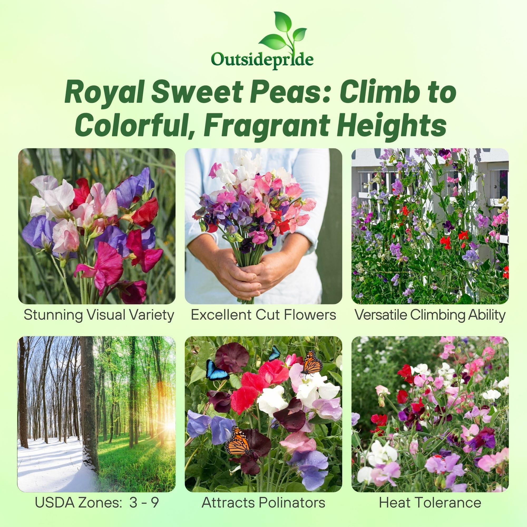 Outsidepride 250 Seeds Annual Lathyrus Odoratus Sweet H2FSDPeas Royal ...