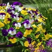 Outsidepride Pansy Mammoth Viva La Violet - 100 Seeds - Walmart.com