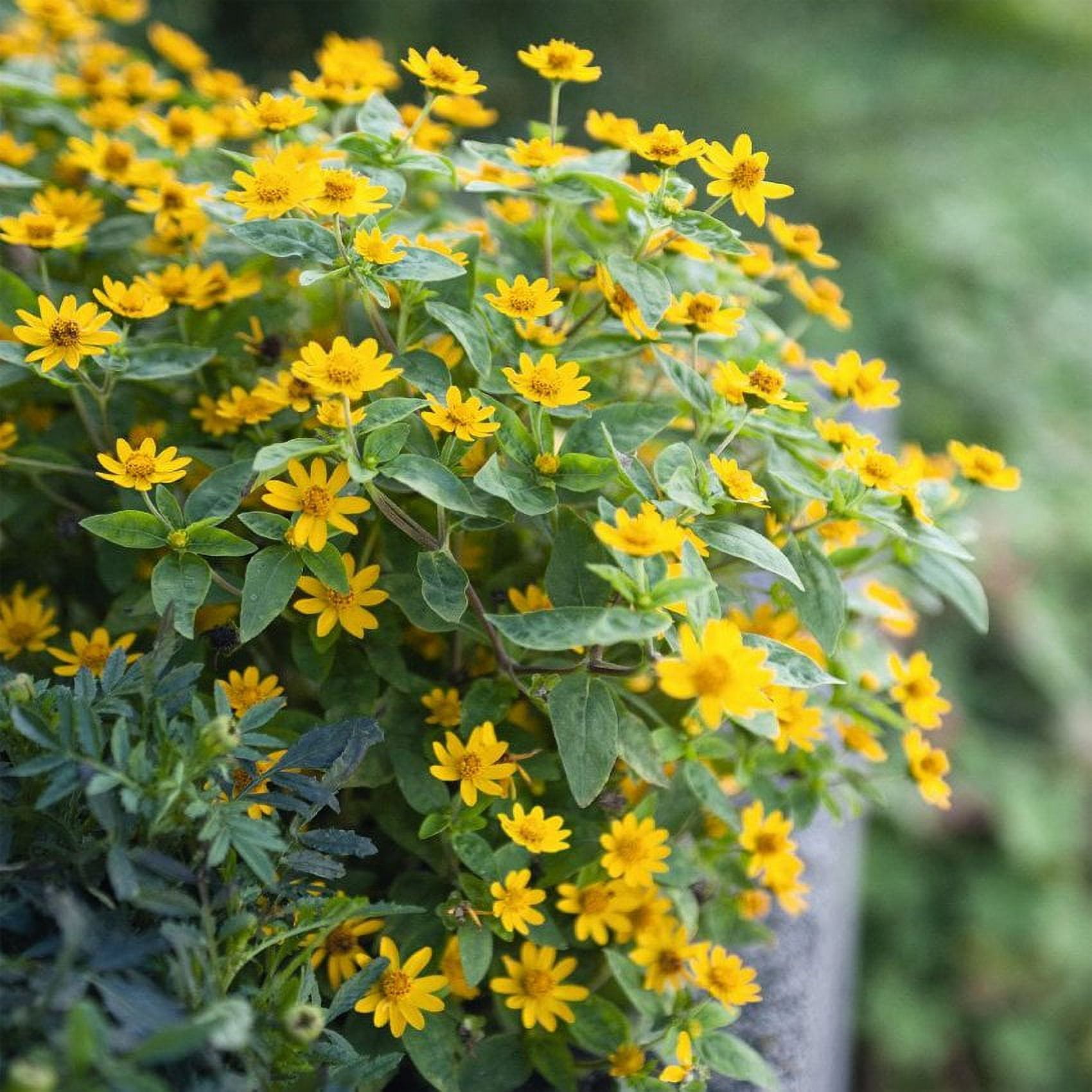 Outsidepride 400 Golden Yellow Melampodium Derby Plant Seeds - Walmart.com