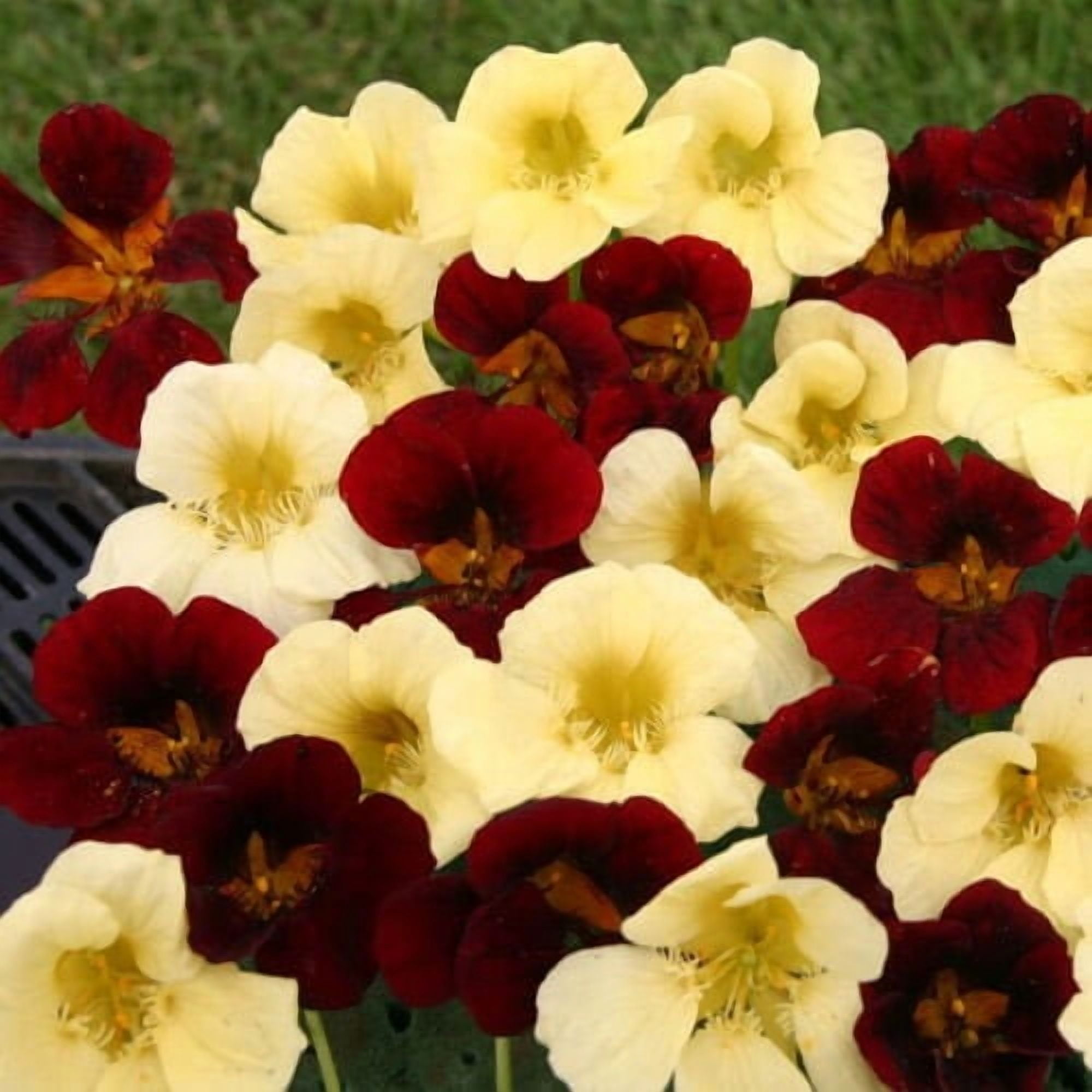 Outsidepride 400 Tropaeolum Nasturtium Plant Seeds - Walmart.com