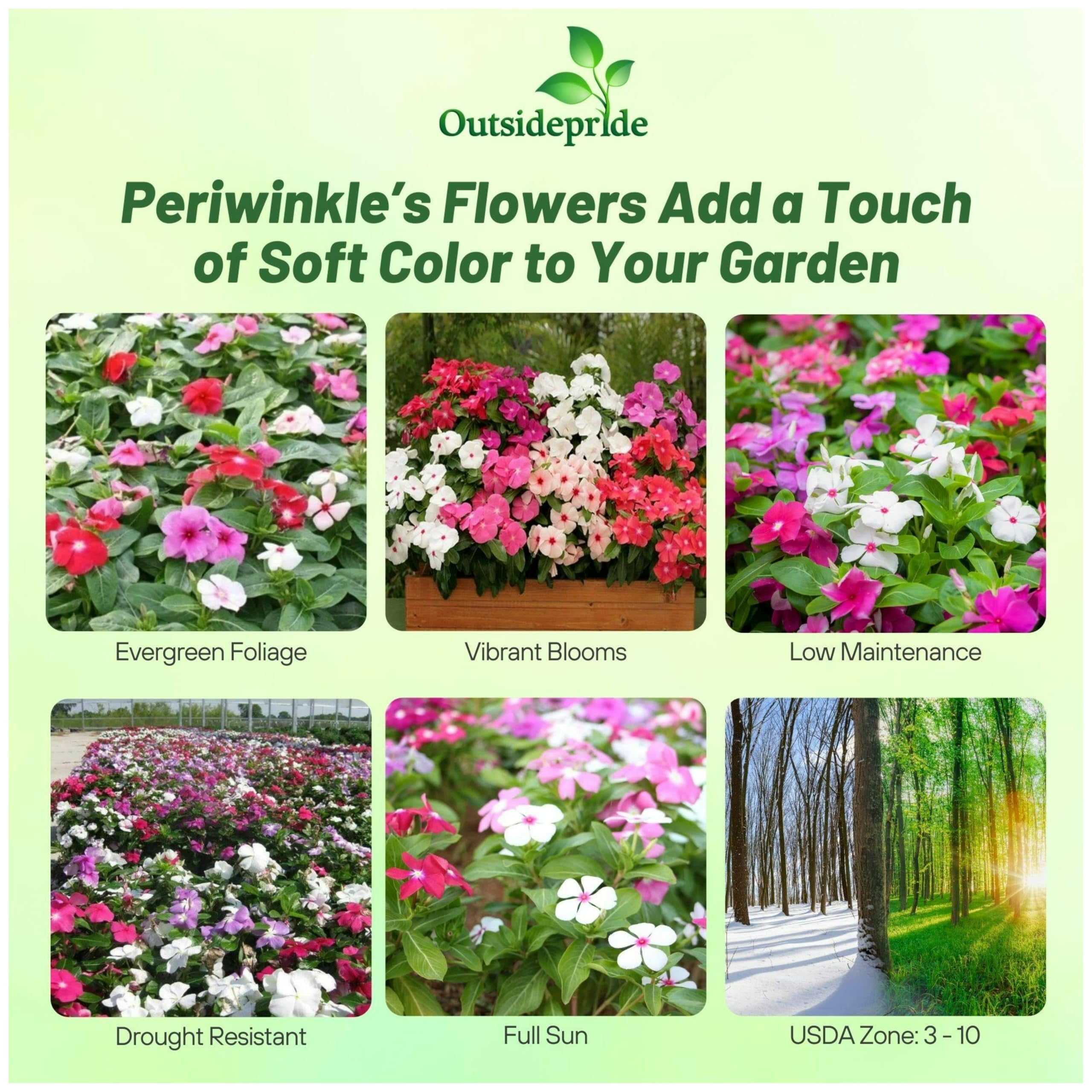 Outsidepride 4000 Seeds Annual Vinca Periwinkle Ground H2FSDCover ...