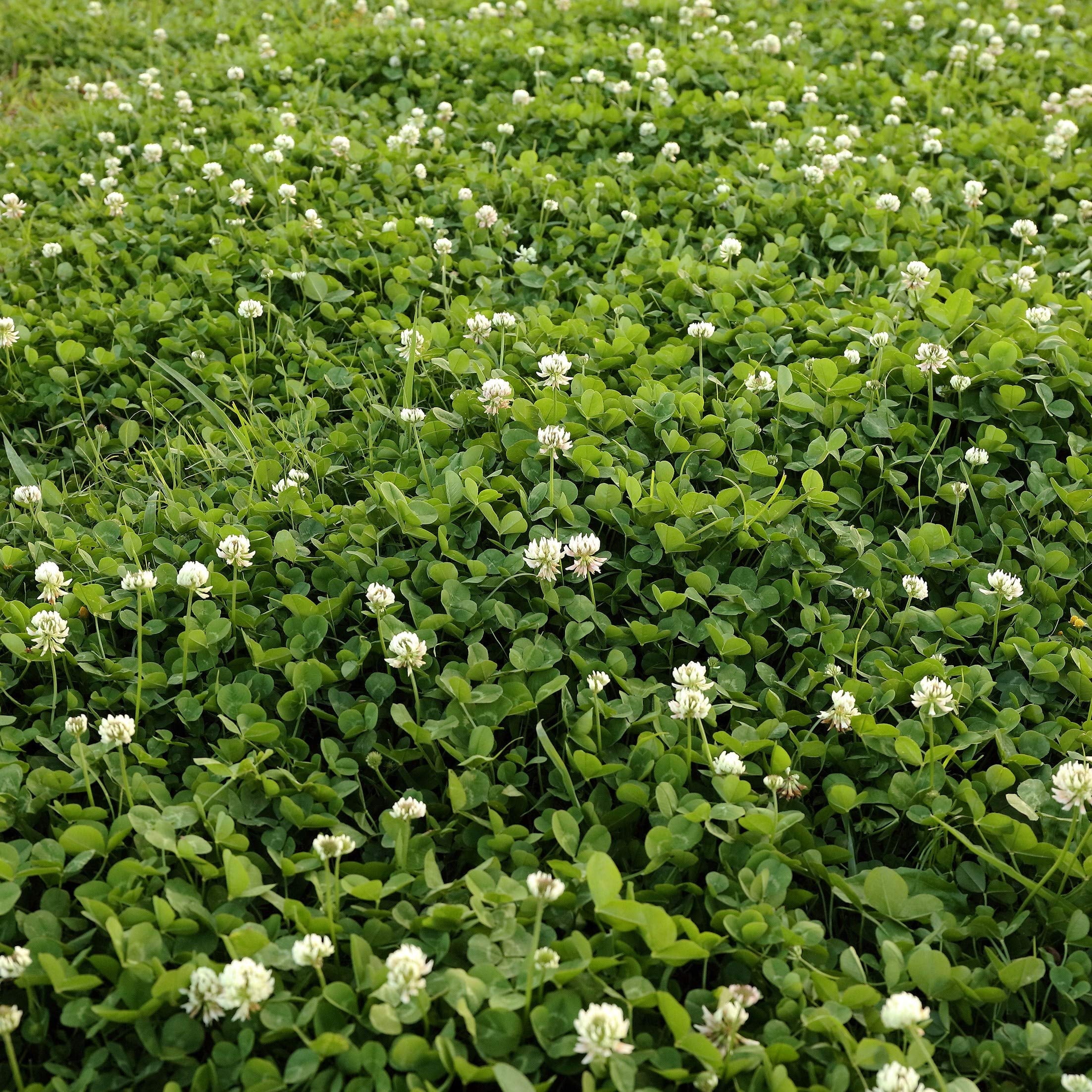 Outsidepride, White Dutch Clover Seeds, 4oz, Nitro Coated Inoculated ...