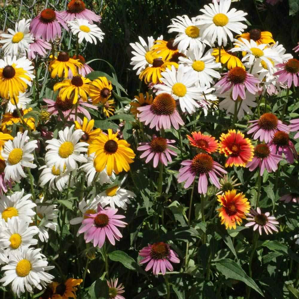 Outsidepride 5 lb. All Perennial Wild Flower Seed Mix for All States ...