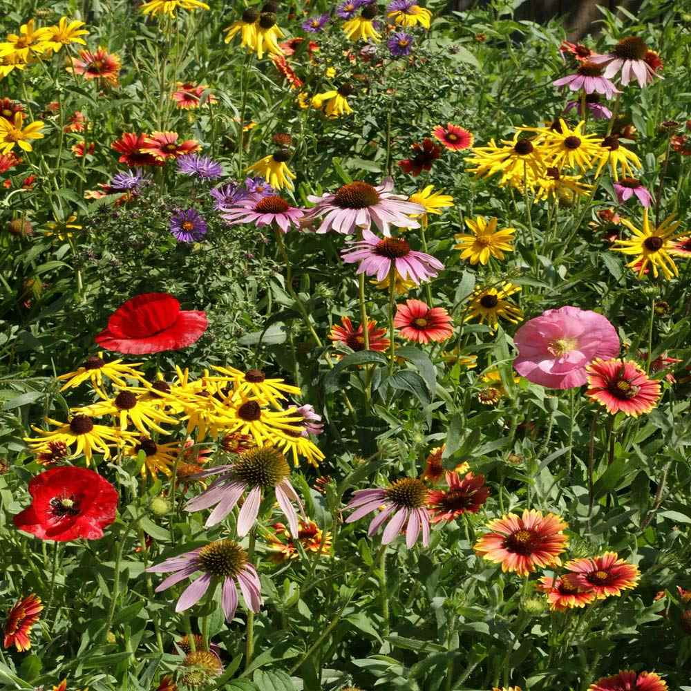 Outsidepride 5 lb. Midwest Wild Flower Seed Mix for Midwestern States ...