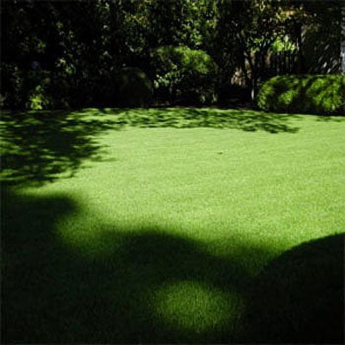 Outsidepride 5 lb. Poa Supina & Rough Bluegrass Elite Lawn Shade Grass ...
