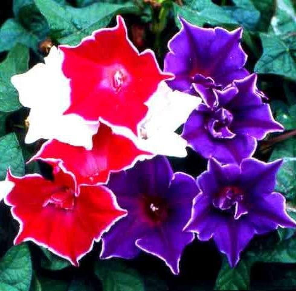 Outsidepride 50 Seeds Annual STF9 Ipomoea Nil Morning Glory Kikyo-Zaki ...