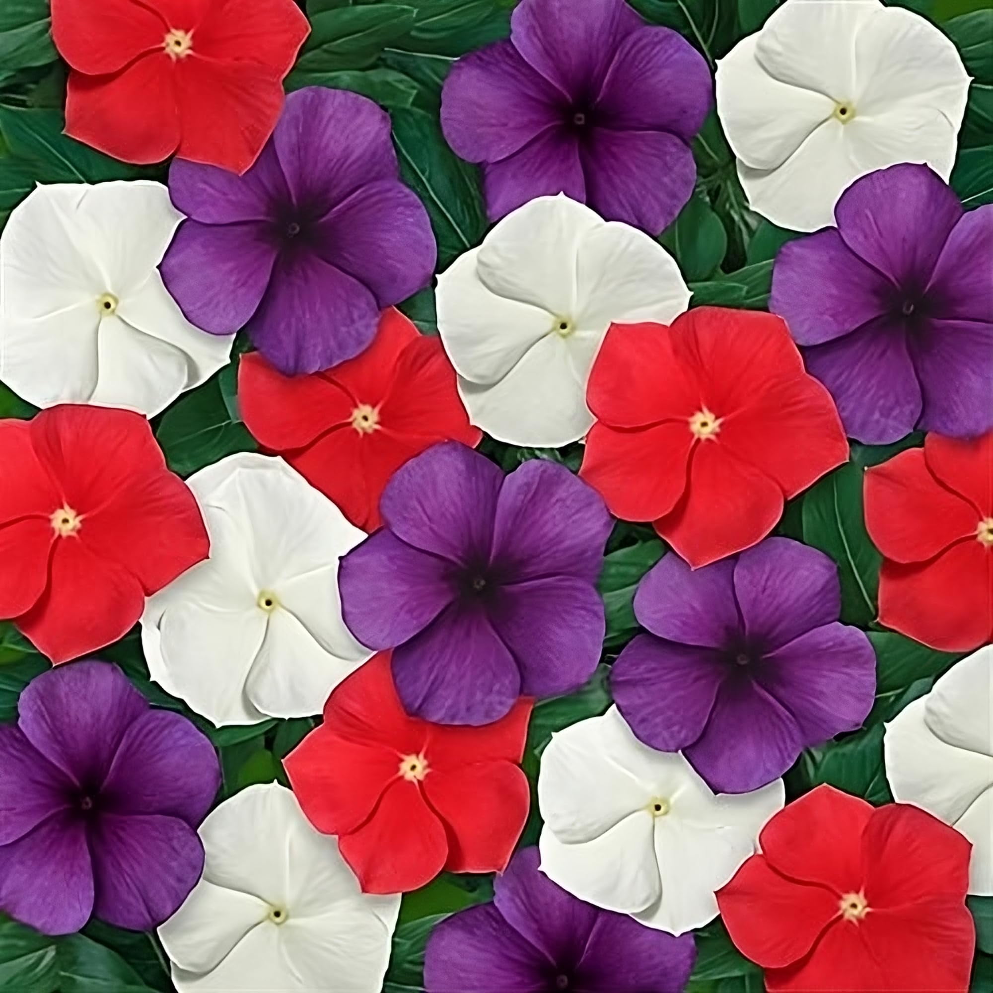 Outsidepride 50 Seeds Annual Vinca Periwinkle American Pie Ground Cover ...