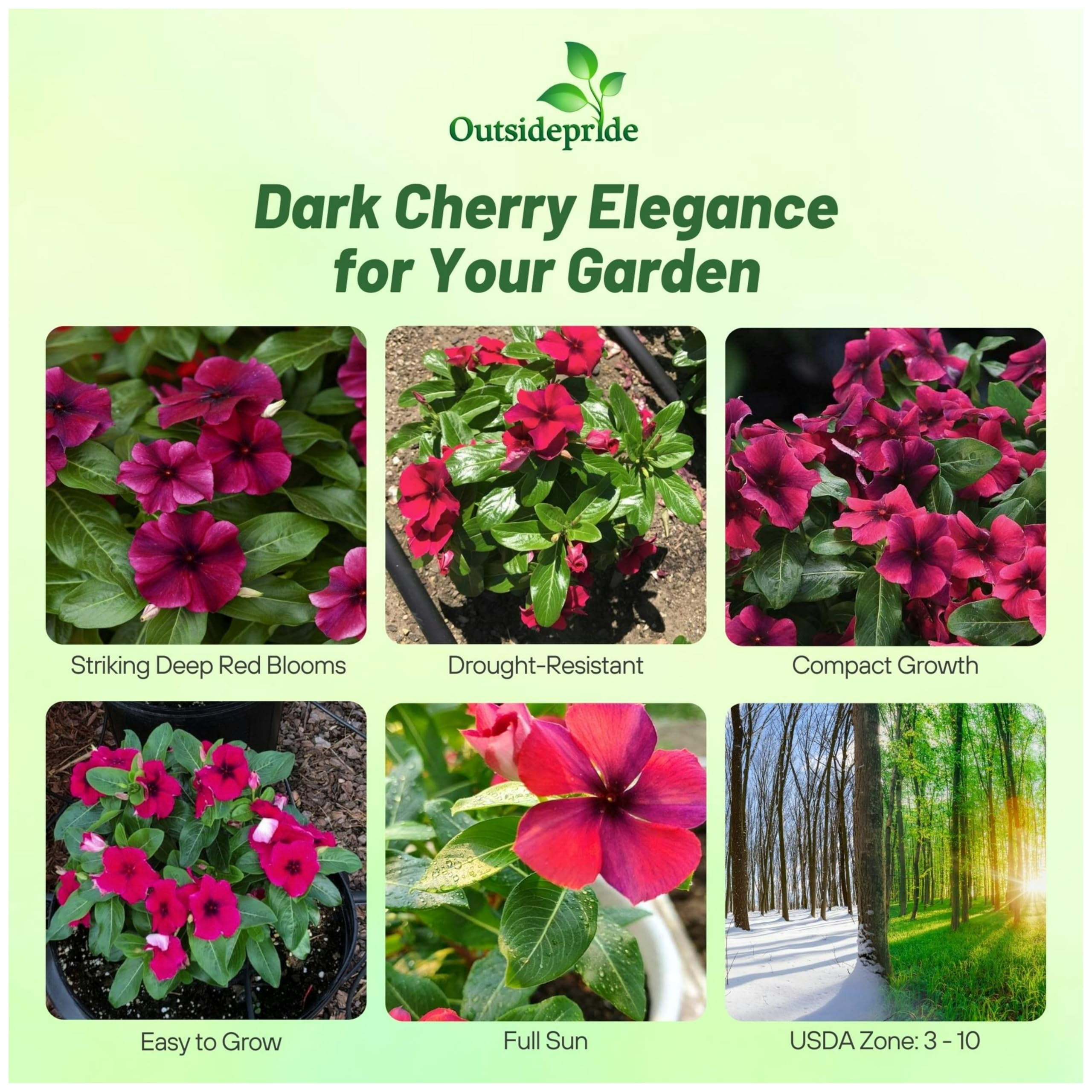 Outsidepride 50 Seeds Annual Vinca Periwinkle Black H2FSDCherry Ground ...