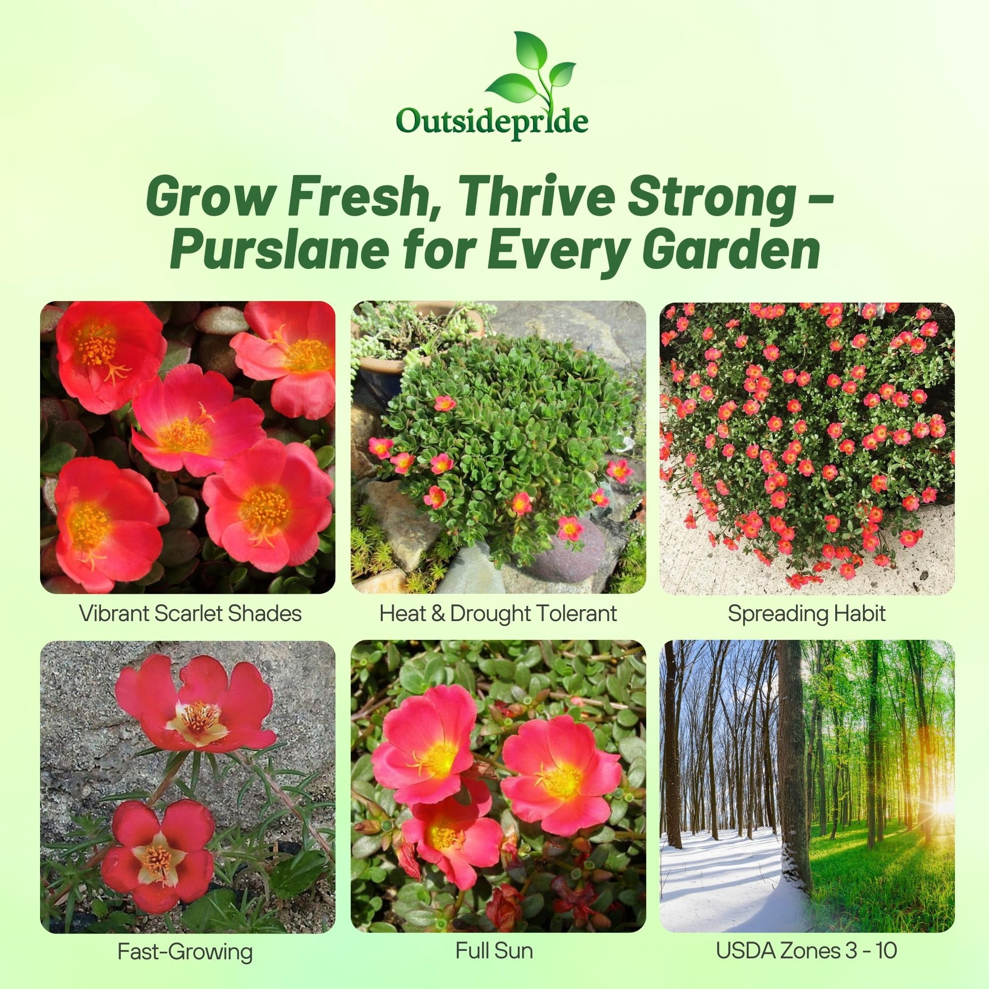 Outsidepride 50 Seeds FEV6 Annual Portulaca Oleracea Scarlet Shades ...