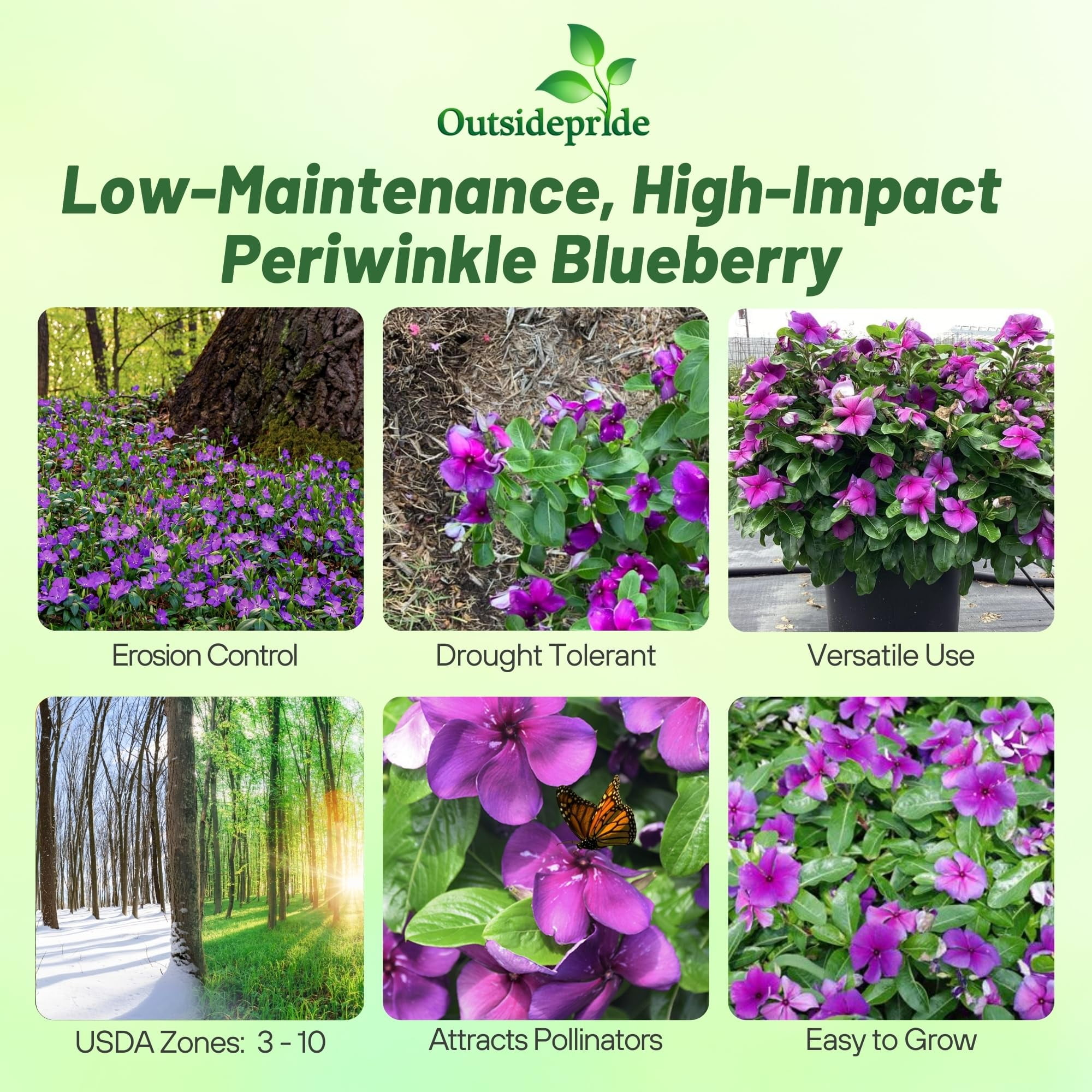 Outsidepride 50 Seeds FEV6 Annual Vinca Periwinkle Blueberry Ground ...