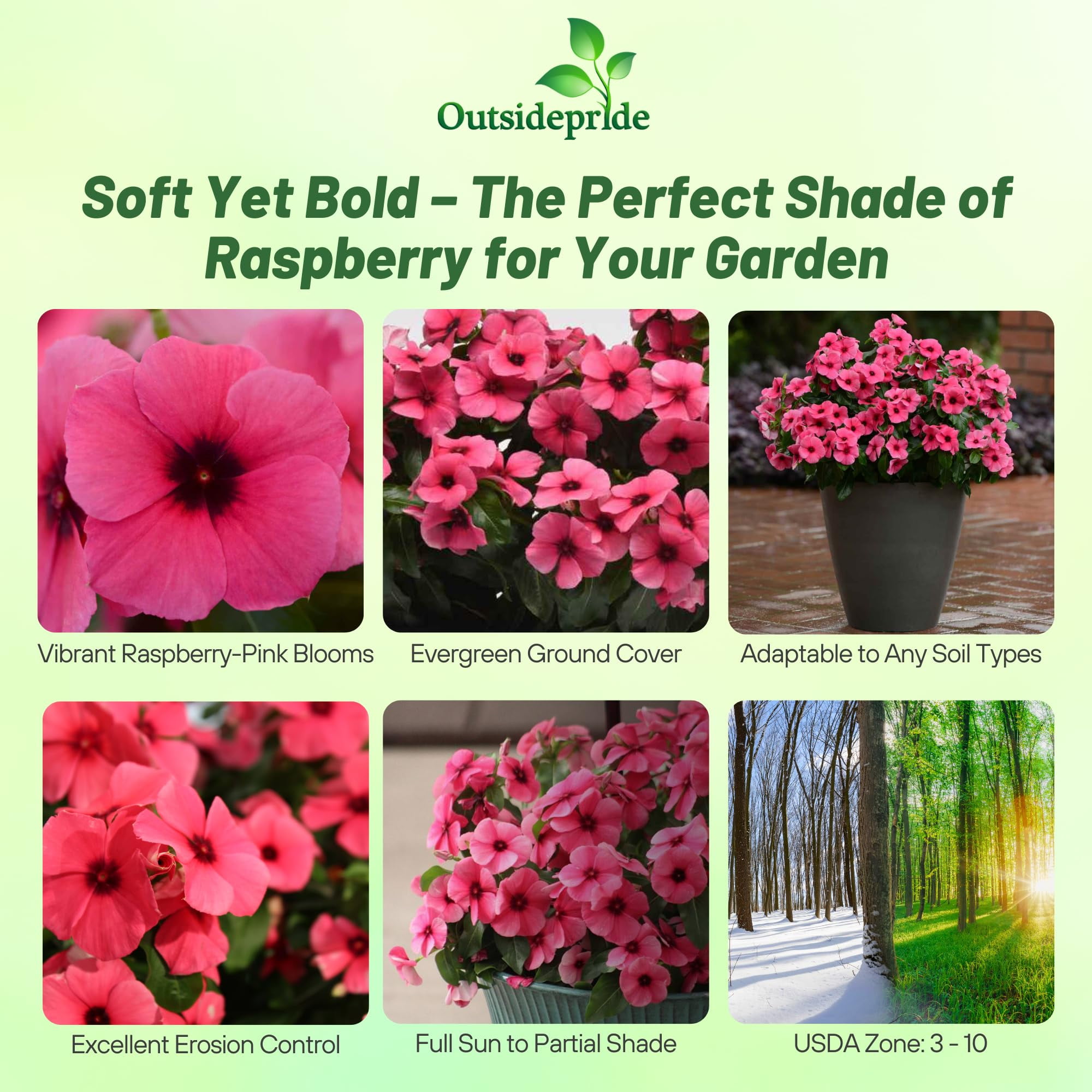 Outsidepride 50 Seeds FEV6 Annual Vinca Periwinkle Raspberry Ground ...