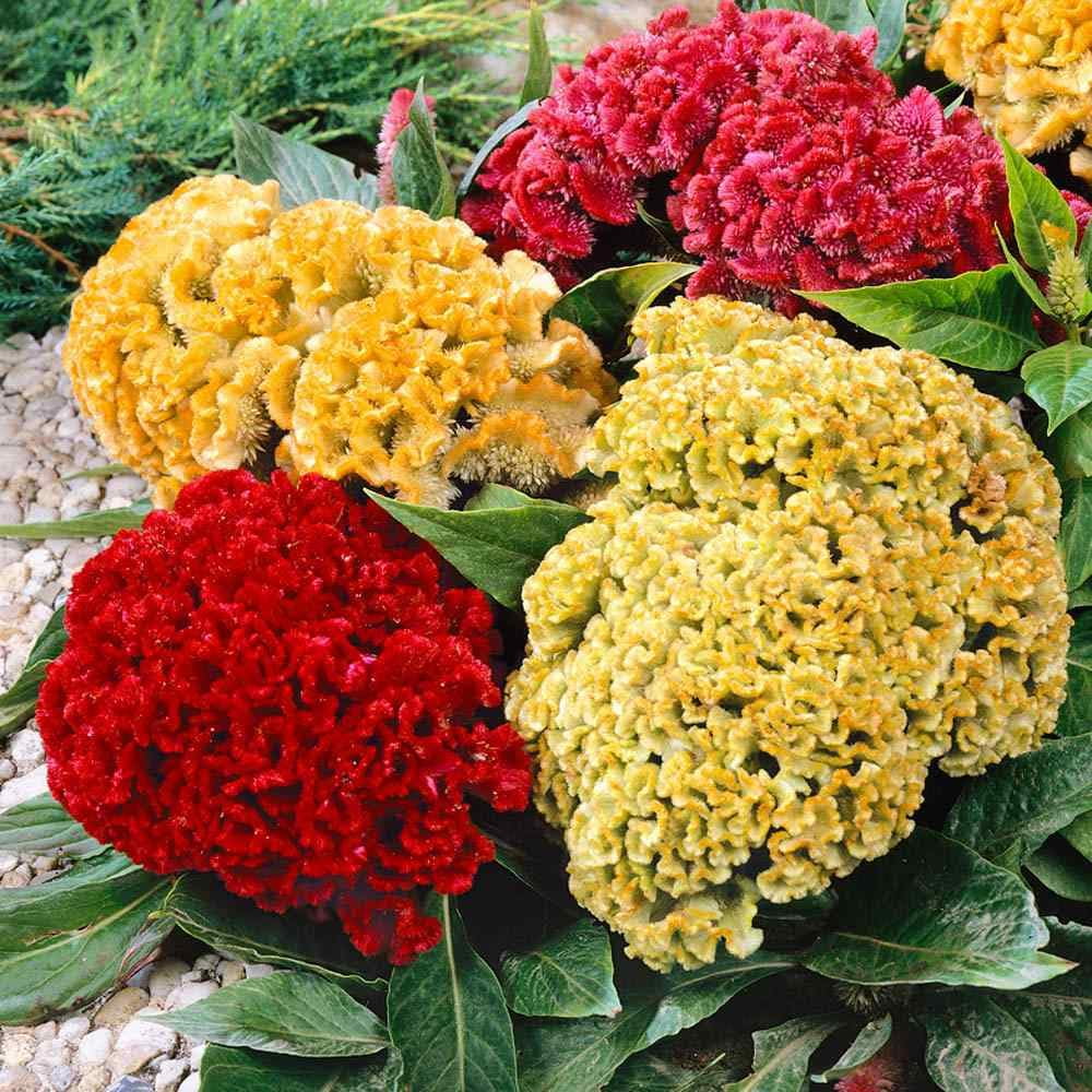 Outsidepride 500 Seeds Annual Cockscomb Flower Seed H2FSDMix for ...