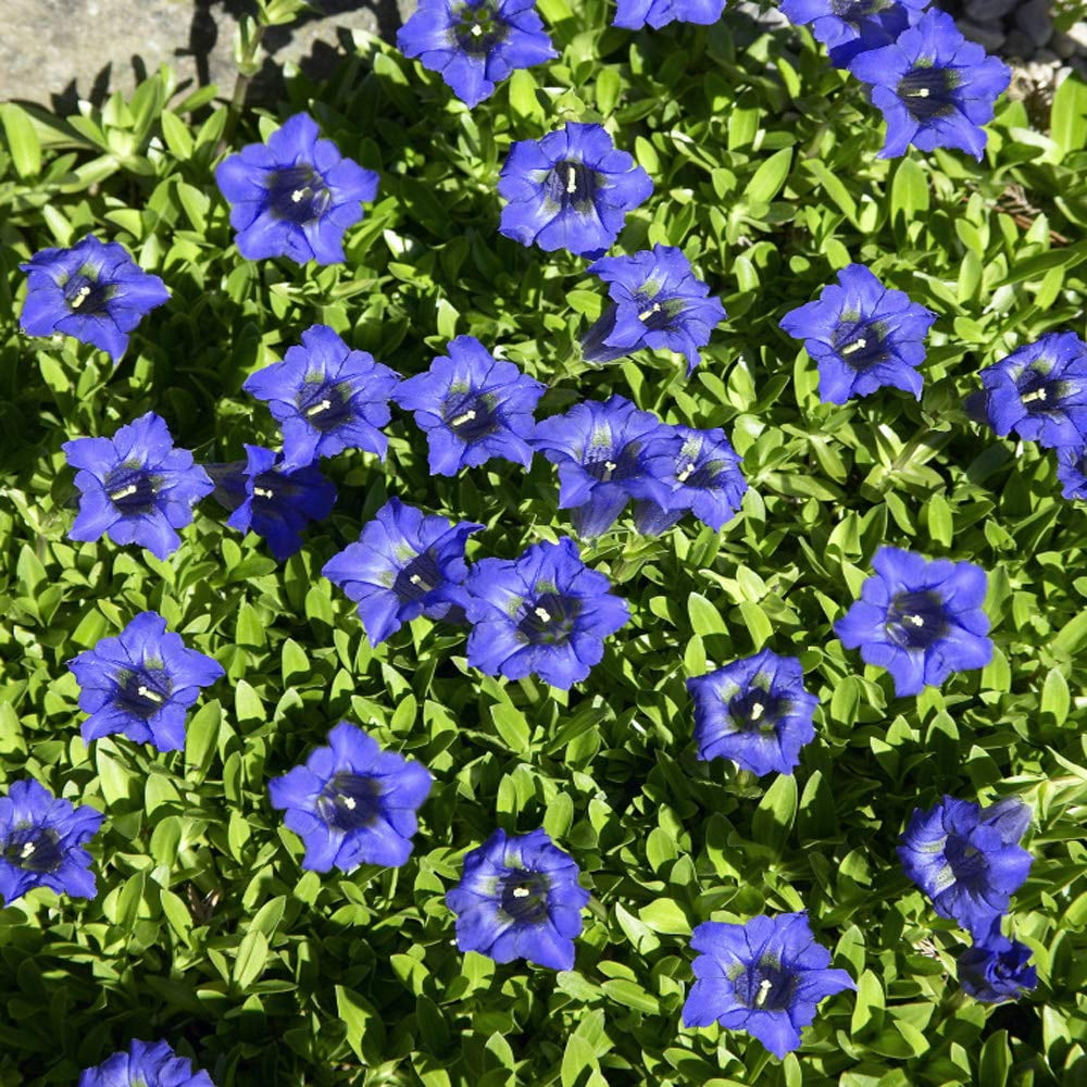 Outsidepride 500 Seeds Perennial Blue Gentian ITL1 Nikita Herb Garden ...
