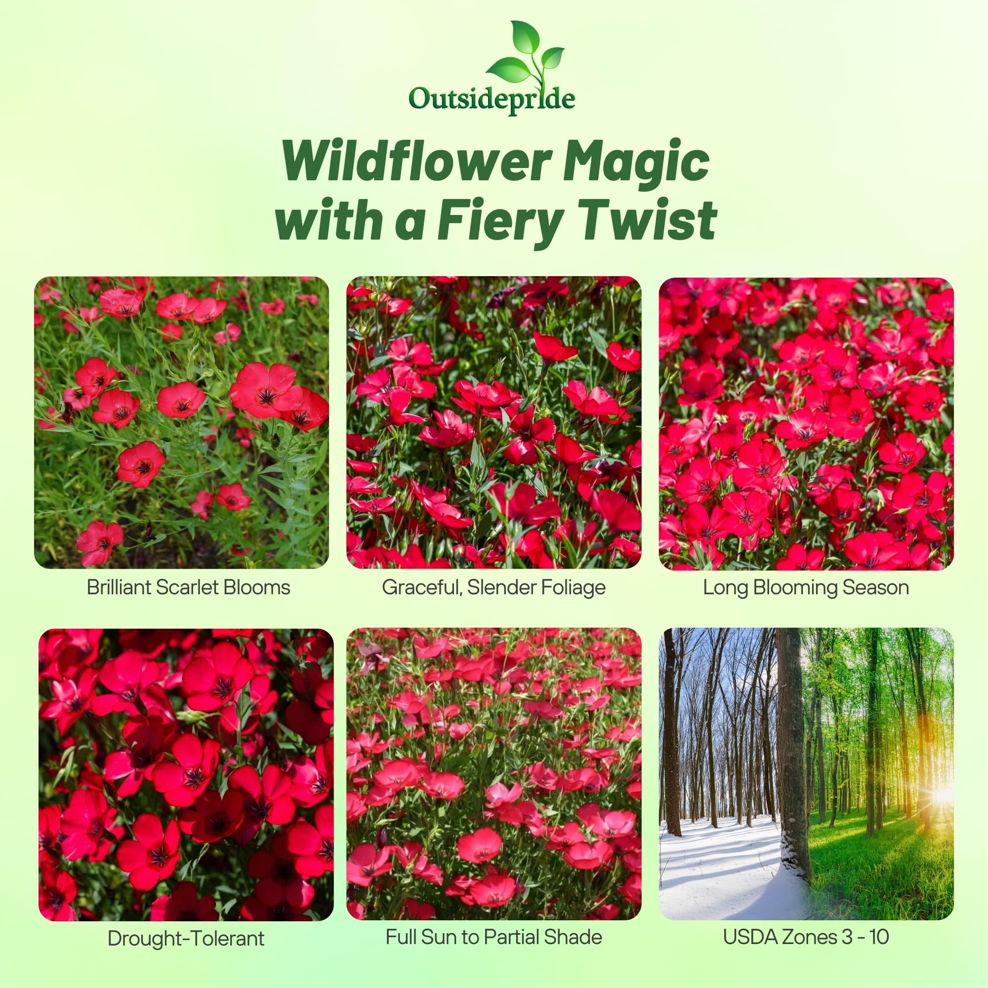 Outsidepride 5000 Seeds Annual Scarlet Flax Flower H2FSDSeeds for ...