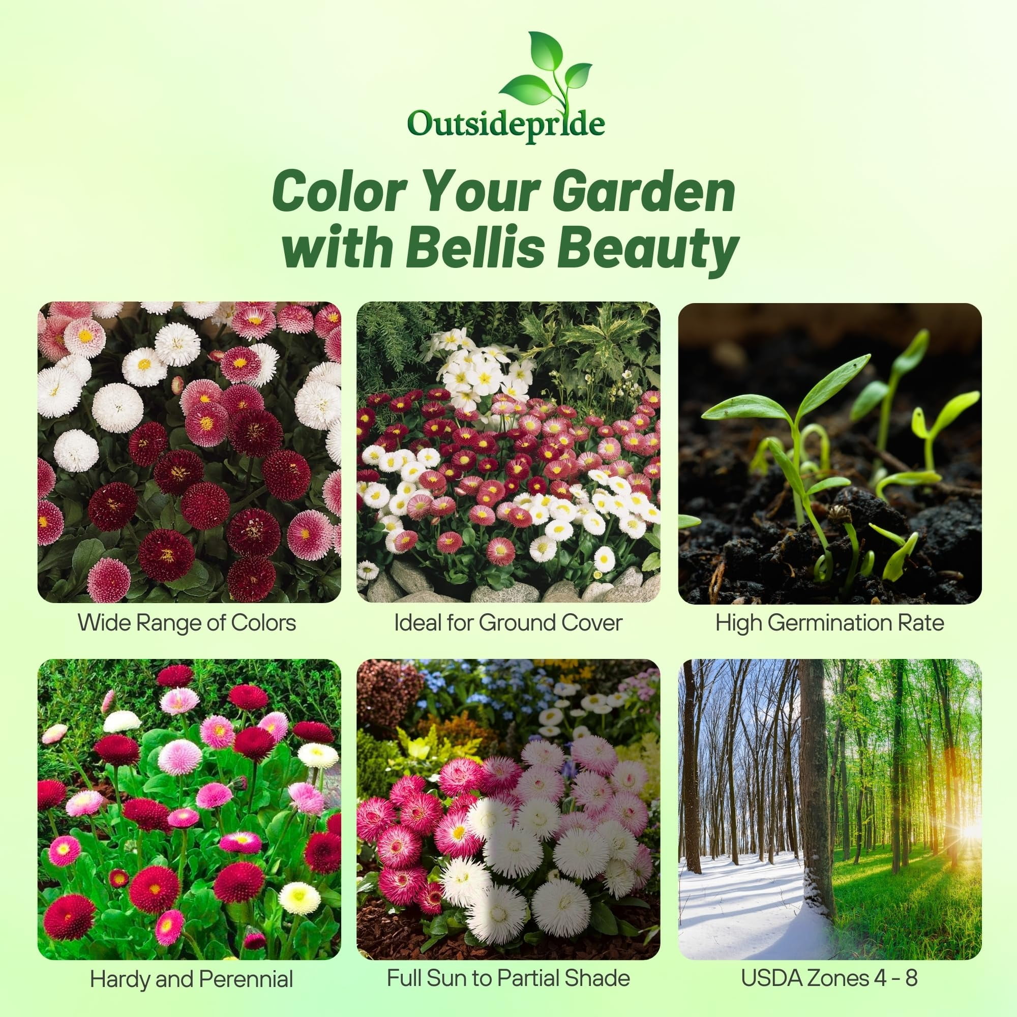 Outsidepride 5000 Seeds Perennial Bellis English Daisy H2FSDFlower Seed ...