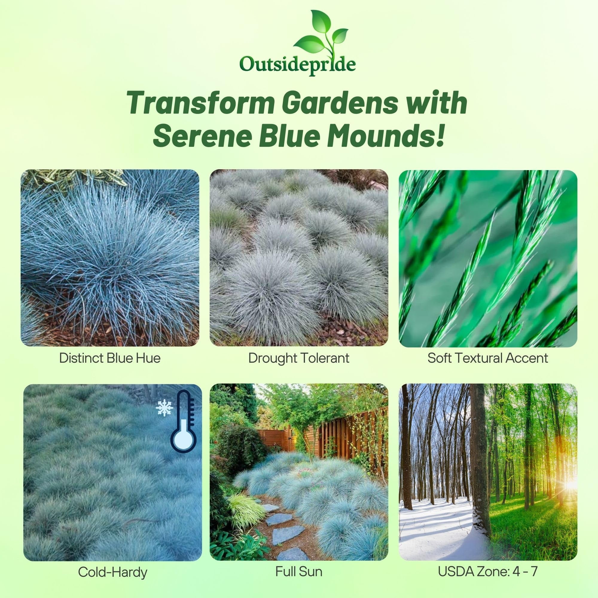 Outsidepride 5000 Seeds Perennial Festuca Cinerea Glauca H2FSDVarna ...