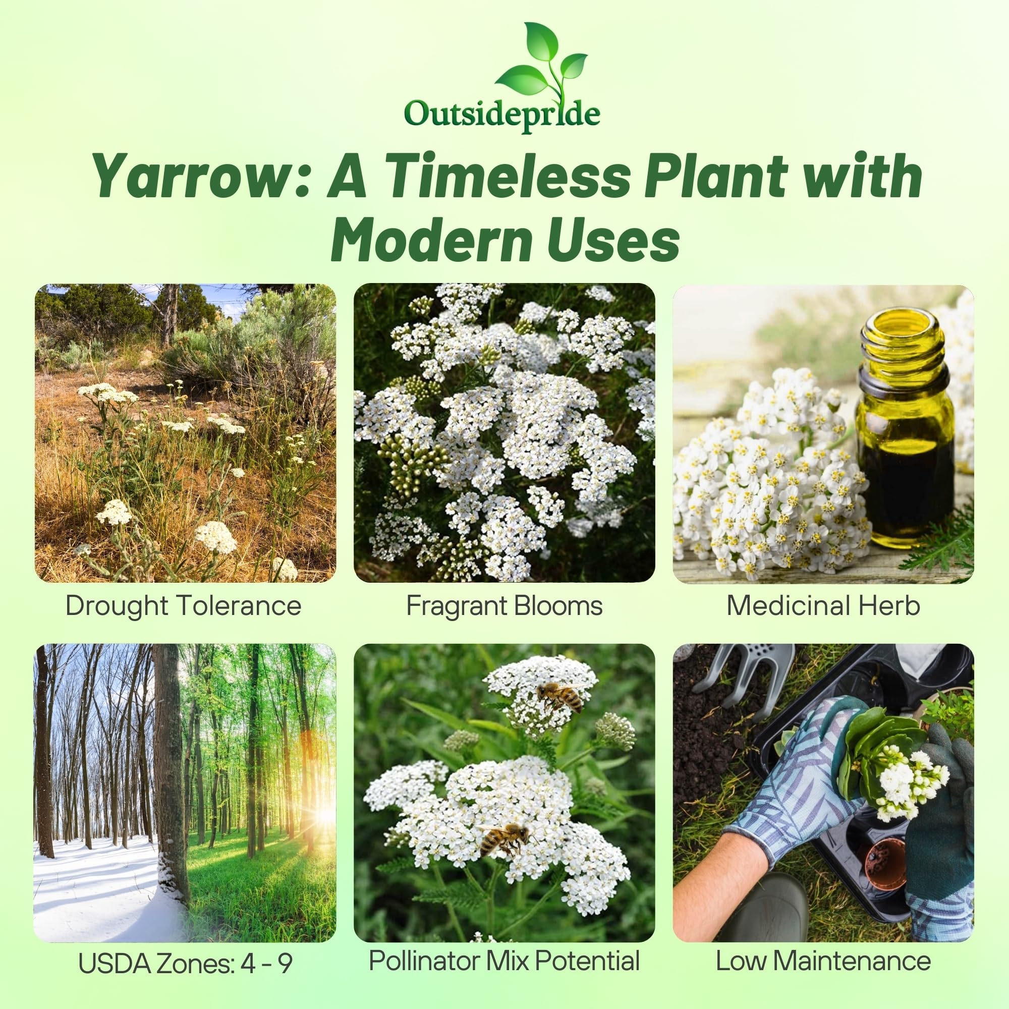 Outsidepride Achillea Millefolium Wild White Yarrow Seeds H2FSD- 5000 ...