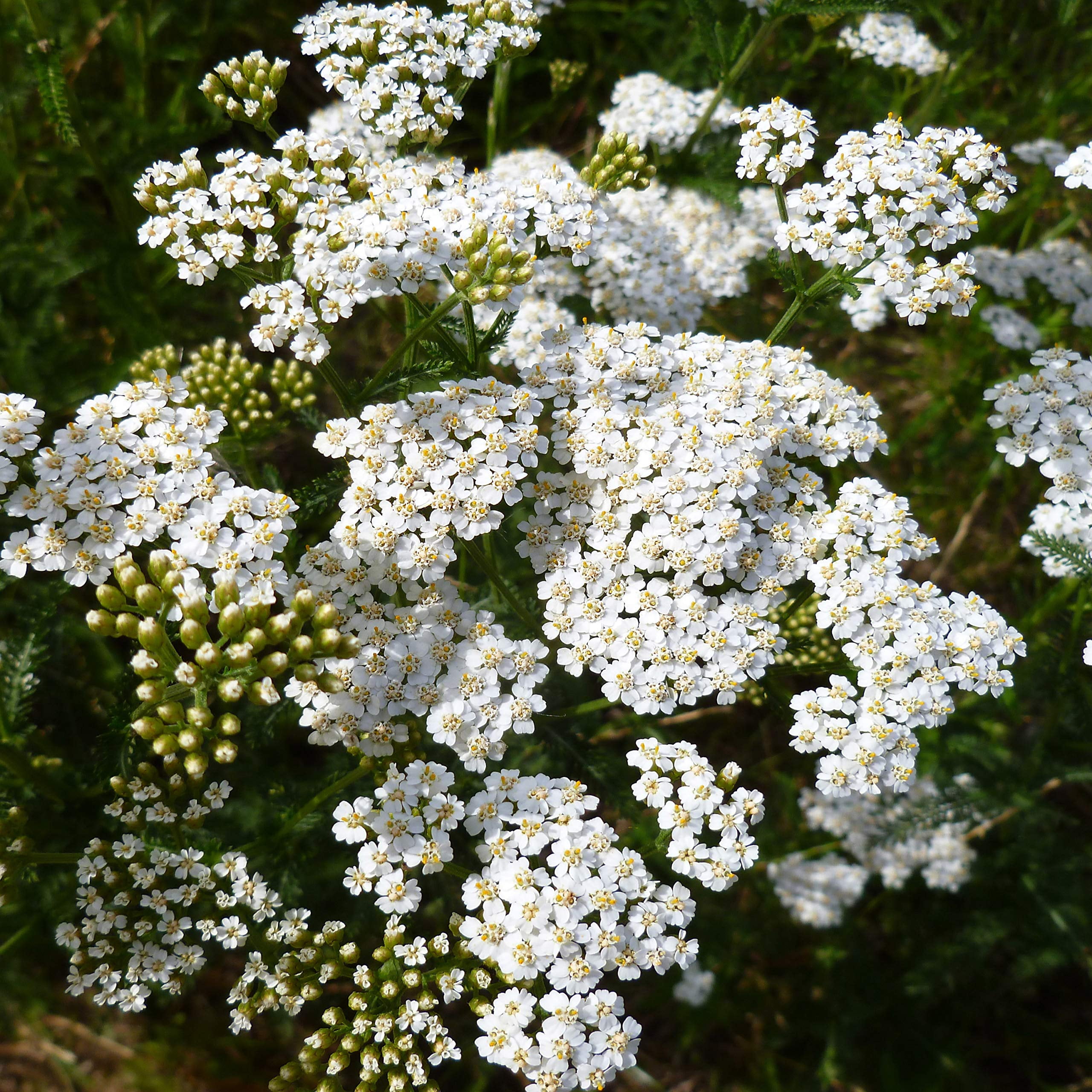Outsidepride Achillea MillefoliumUMRT Wild White Yarrow Seeds - 5000 ...