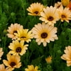Osteospermum Akila African Daisy - Drought Tolerant, Outdoor Perennial ...