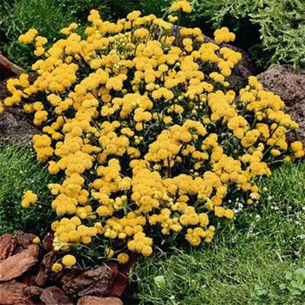 Outsidepride Ageratum Yellow Flower Seed - 10000 Seeds - Walmart.com