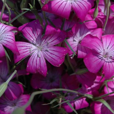 Osteospermum Akila African Daisy - Drought Tolerant, Outdoor Perennial ...