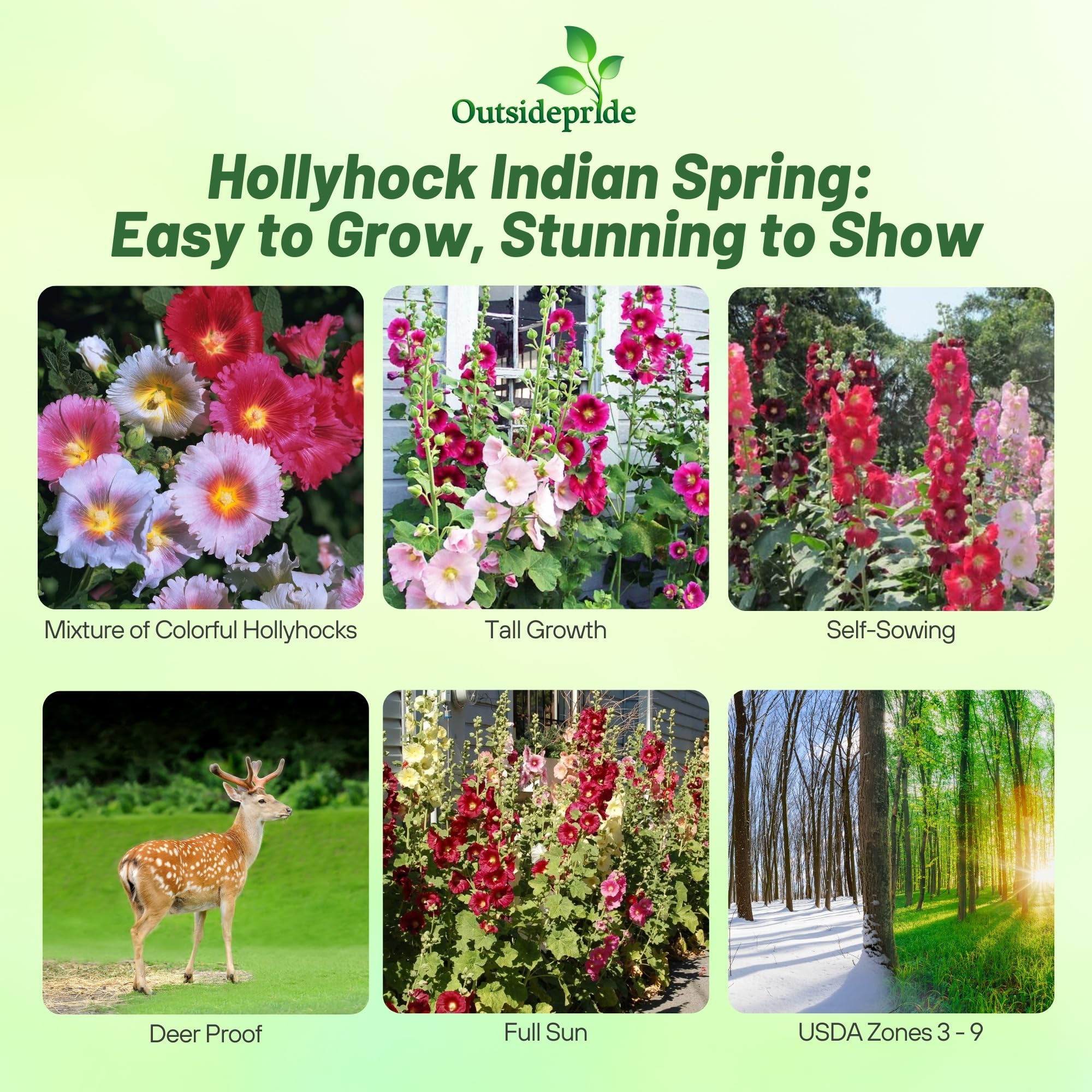 Outsidepride Alcea Rosea Indian Springs Hollyhock Seeds H2FSD- Annual ...