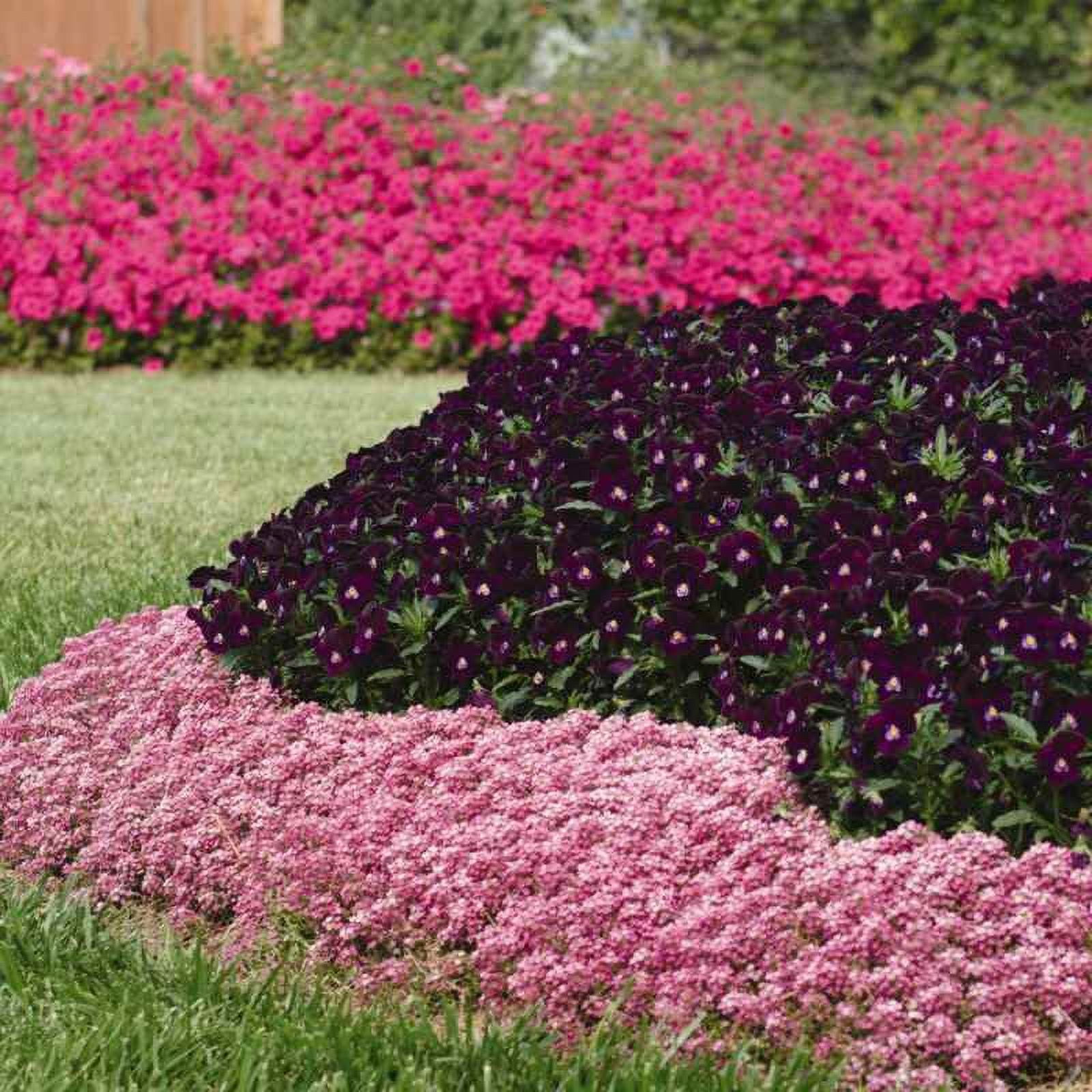Outsidepride Alyssum Deep Pink Ground Cover Seed - 2000 Seeds - Walmart.com