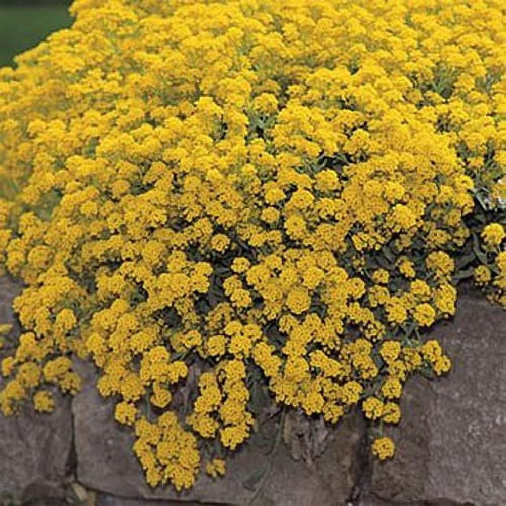 Outsidepride Alyssum Mountain Gold Ground Cover Seed - 10000 Seeds ...