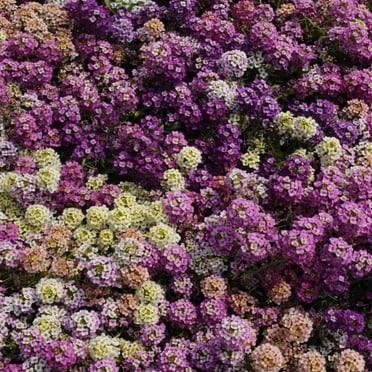 Lobularia Alyssum Drought Tolerant Ground Cover Plant Flower Seed Mix ...
