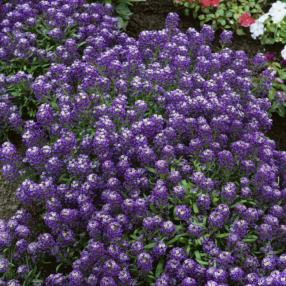 Outsidepride Alyssum Violet Queen Flower Seed - 10000 Seeds - Walmart.com
