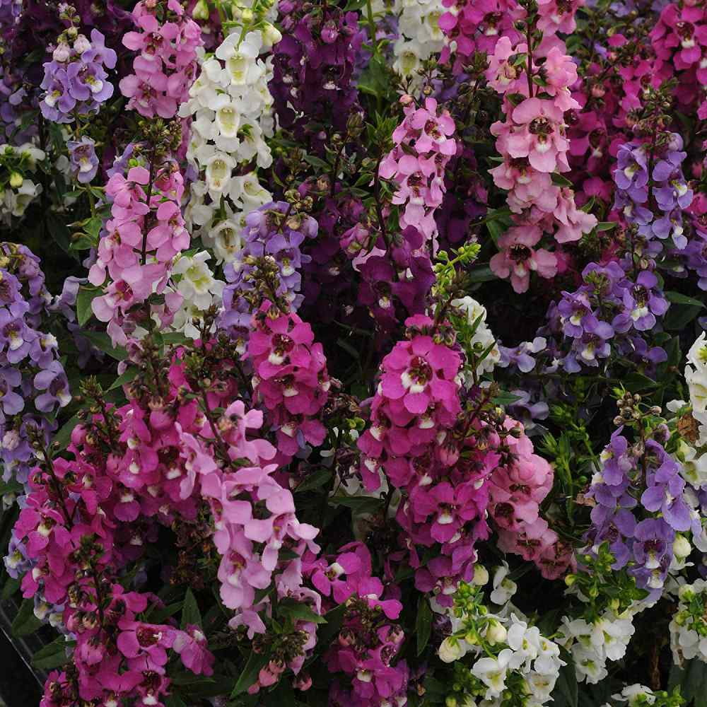 Outsidepride Angelonia Serenita Flower Seed Mix, 30 Seeds, Perennial ...