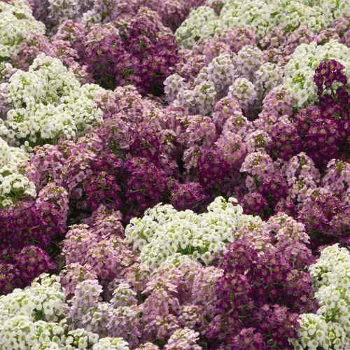 Outsidepride Annual Alyssum Mulberry Mix Ground Cover Plant Seed for ...
