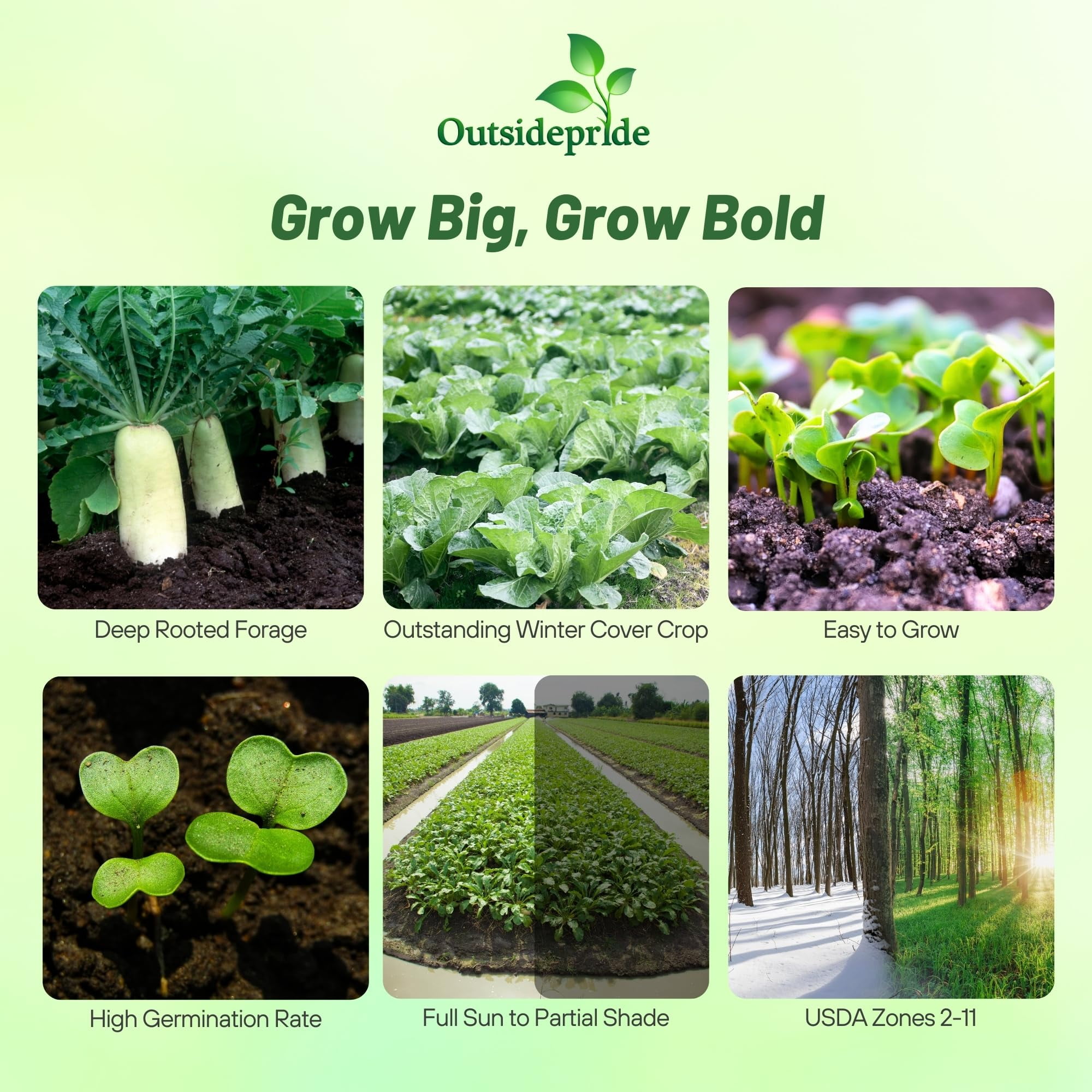 Outsidepride Annual Daikon FEV6 Radish Seeds - 5 lbs. Chinese, Oriental ...