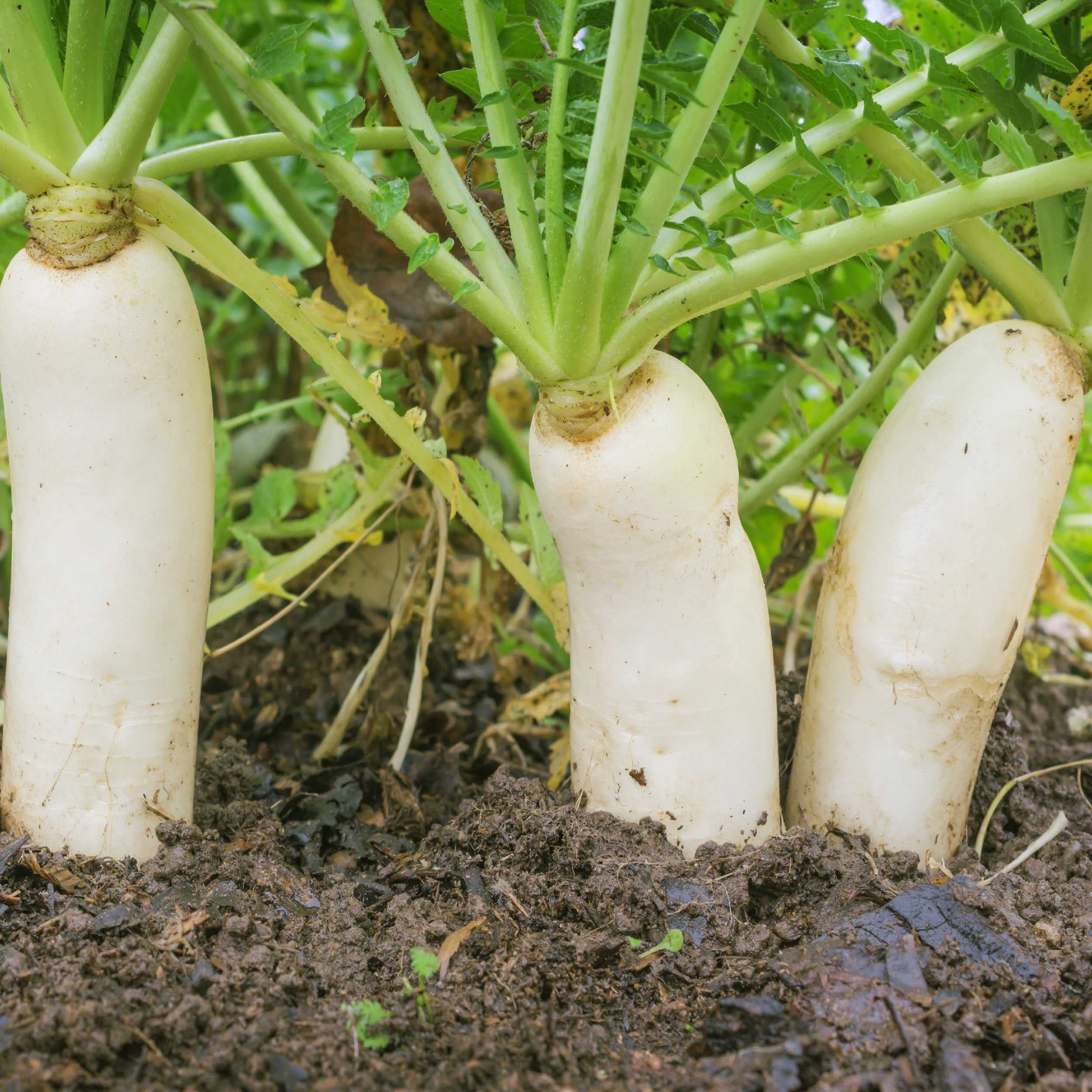 Outsidepride Annual Daikon Radish Seeds - MVR1 5 lbs. Chinese, Oriental ...